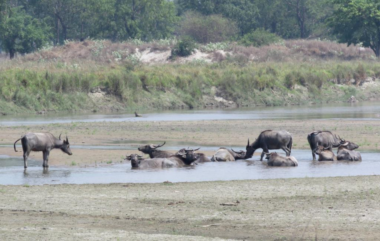 Wild Water Buffalo population increases in Nepal | The National Trust ...