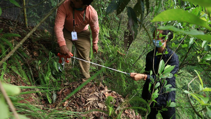 First King Cobra Nest Sighting in Parbat | The National Trust for ...